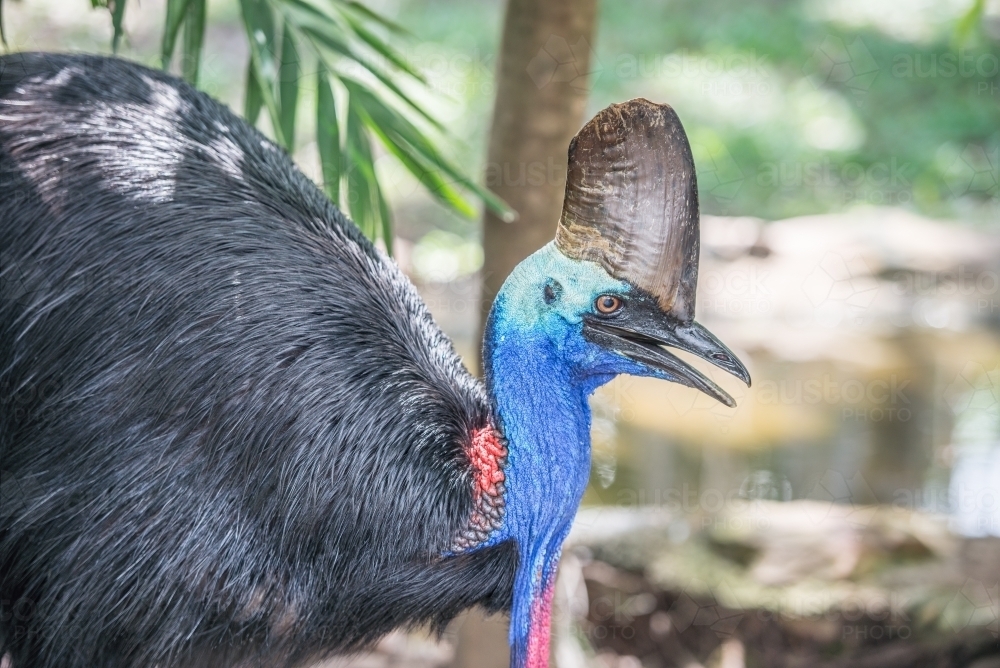 Image of Close up of Cassowary Bird - Austockphoto