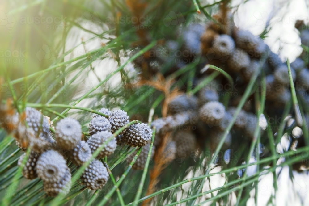 Image of Close up of Casuarina tree nuts - Austockphoto