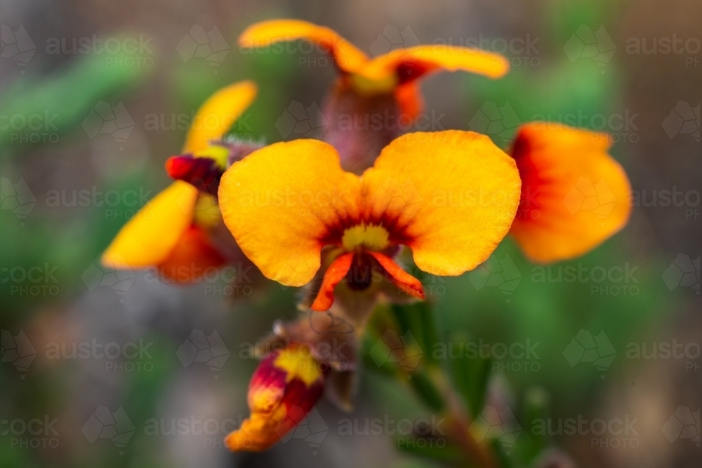 Image of Close up of colourful wild pea flower - Austockphoto