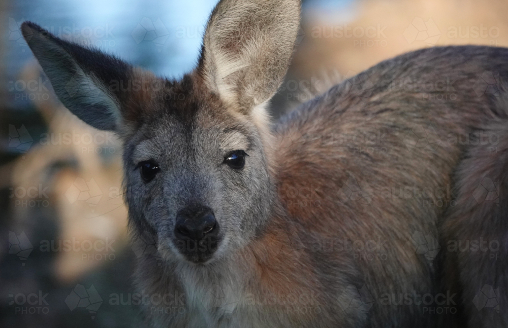 Image of Close up of common Wallaroo staring intently - Austockphoto