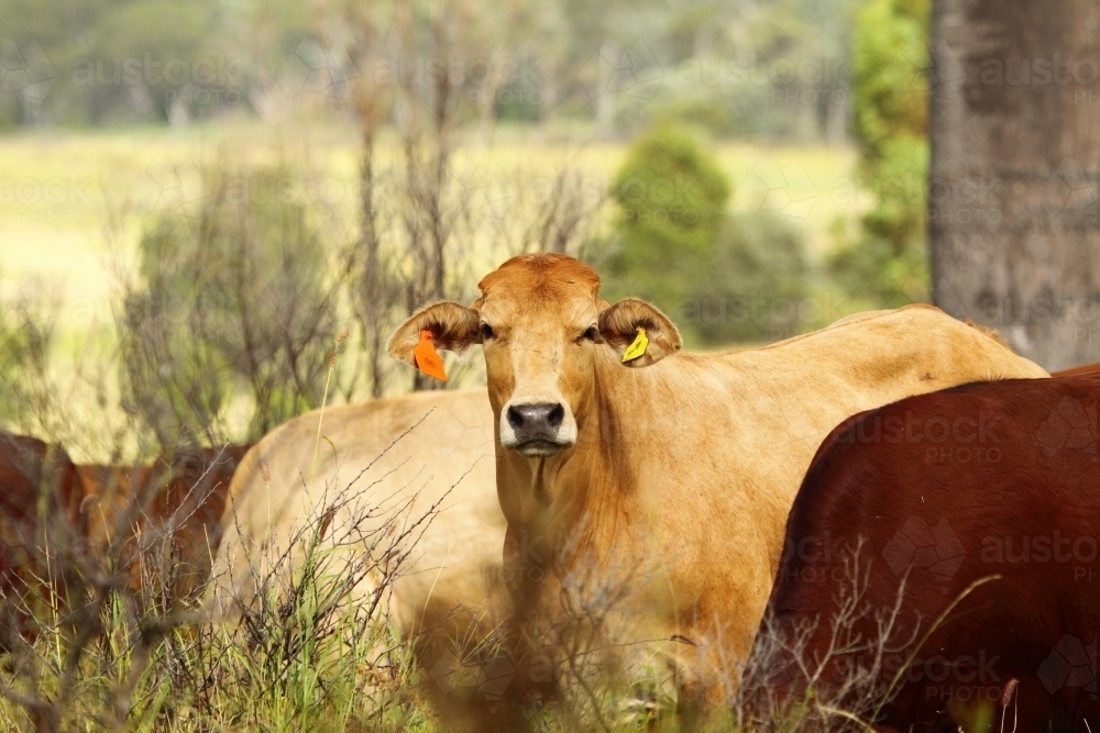 Image of Close-up of cow faces with one looking at camera. - Austockphoto