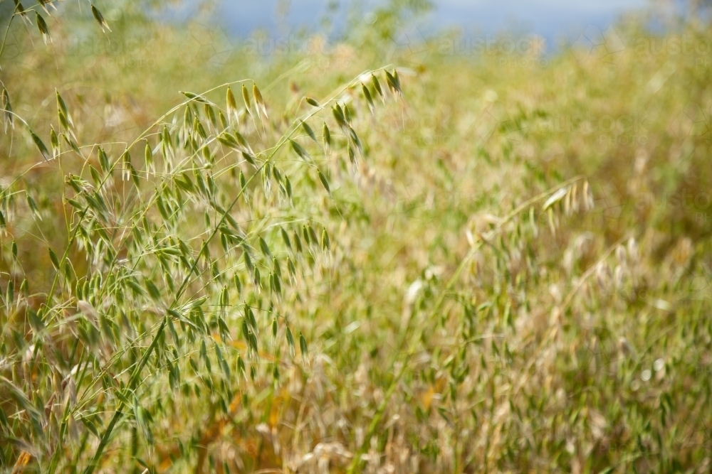 Image of Close up of dry oat straw crop in a farm paddock - Austockphoto