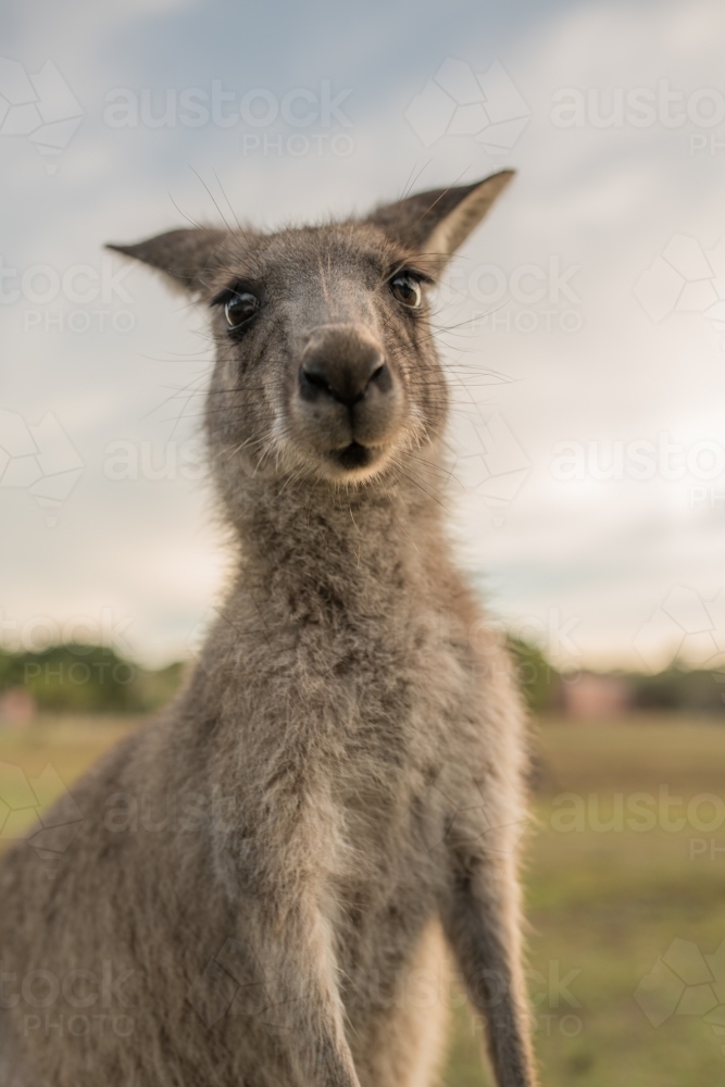 Image of Close up of Eastern Grey Kangaroo - Austockphoto
