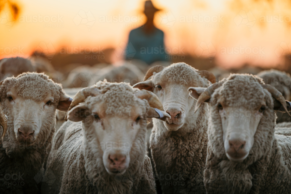Image of Close-up of flock of sheep on a farm - Austockphoto