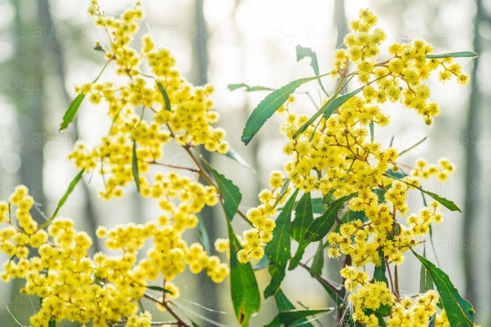 Image of Close up of golden wattle with a bright bush background ...