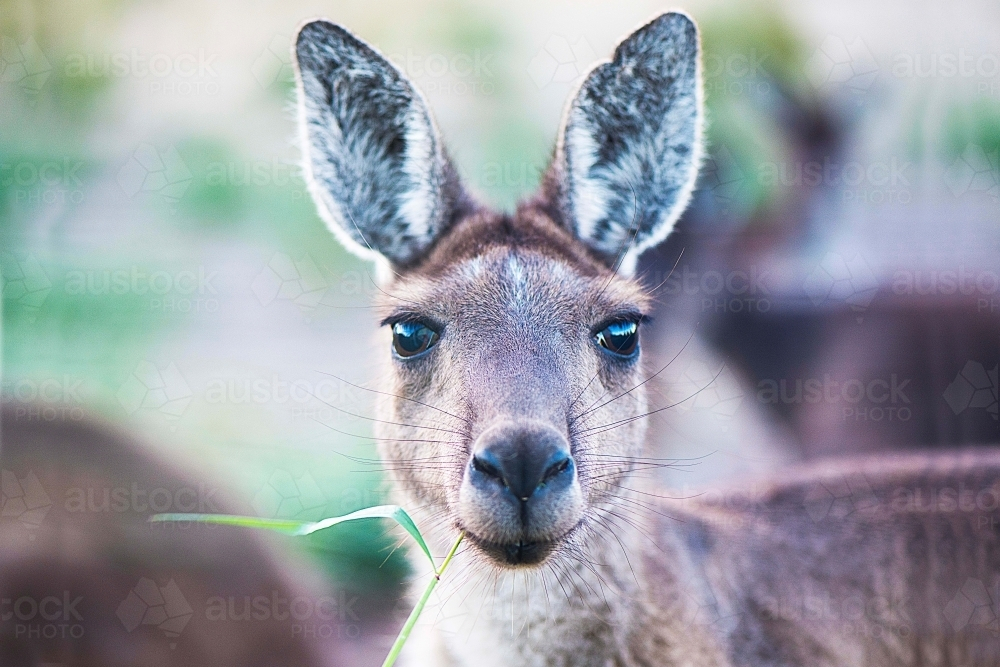 Image of Close up of kangaroo chewing grass - Austockphoto
