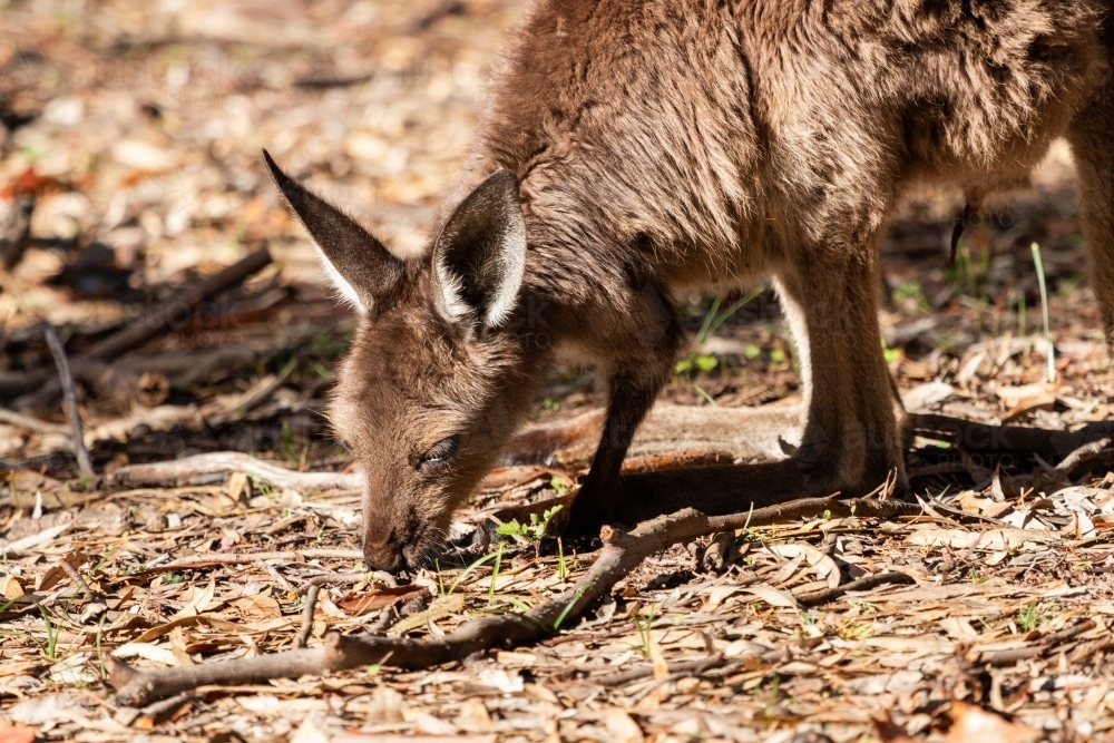 Image of close up of kangaroo feeding on green shoots - Austockphoto