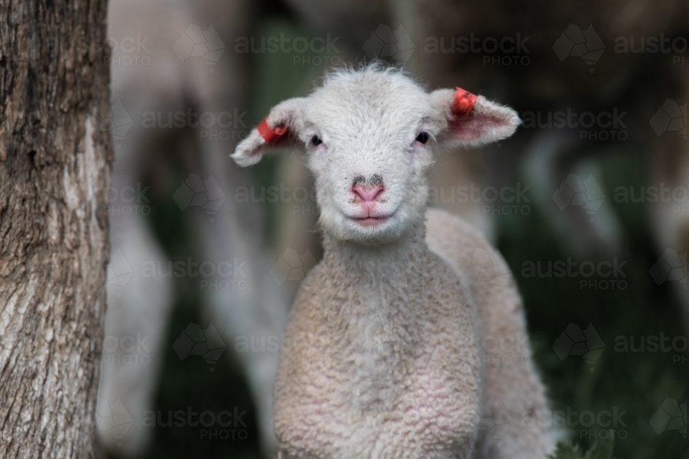 Image of Close up of lamb with a heart shaped nose. - Austockphoto