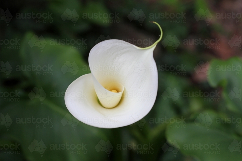 Image of Close up of lily flower opening - Austockphoto