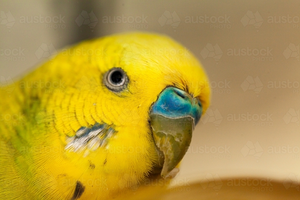 Image of Close up of male budgie bird eye and beak with blue cere ...