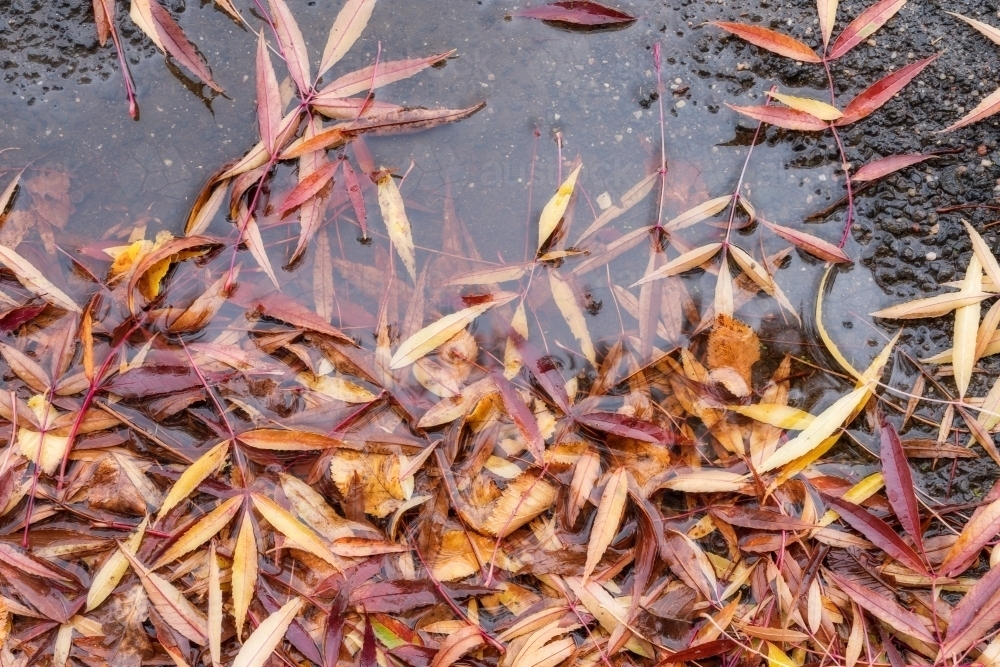Image of Close up of multi coloured autumn leaves lying in a pool of ...