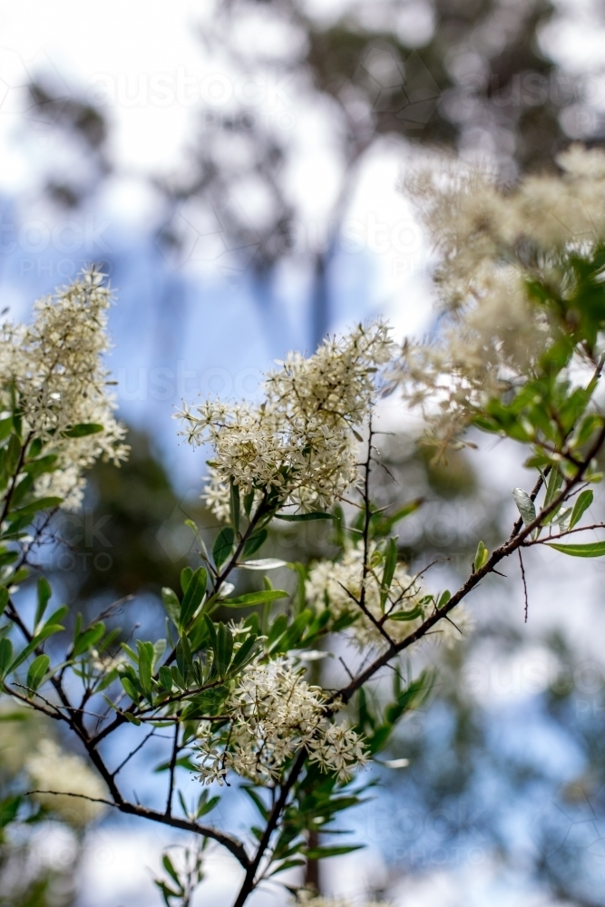 Image of Close up of native shrubs in flower - Austockphoto