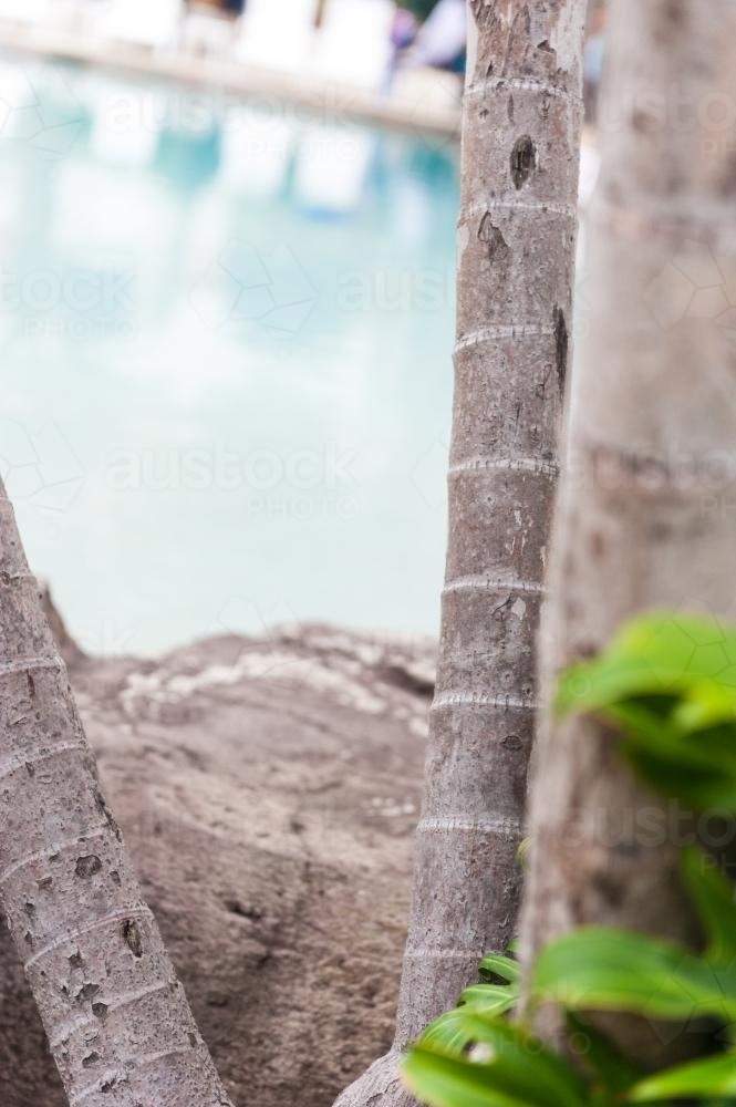 Image of Close up of palm tree trunks at a resort swimming pool ...