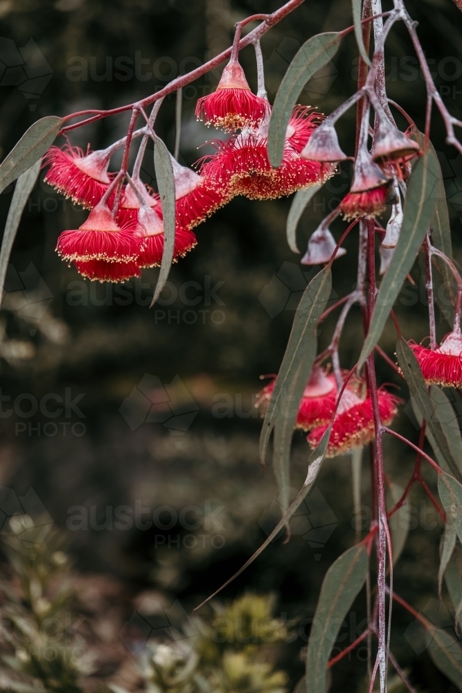 Image of Close up of pink gum flowers. - Austockphoto