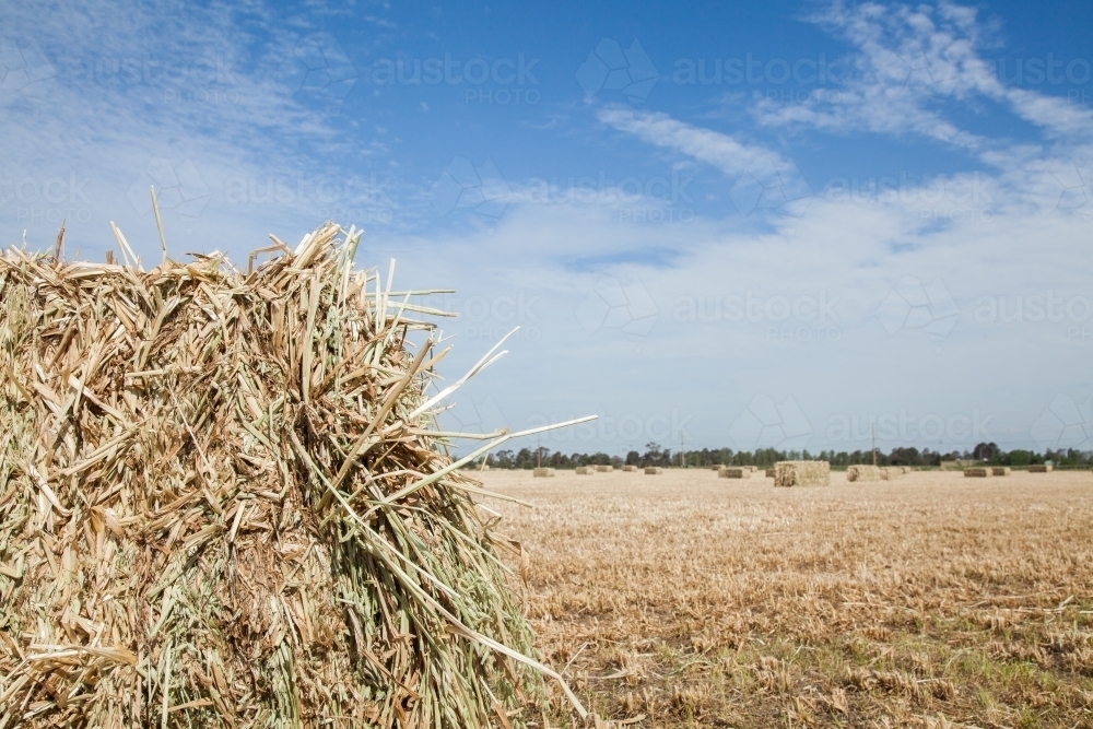 Oat Straw Bale Rice Straw Bales (Weed Free) 46" X 15" X 22"