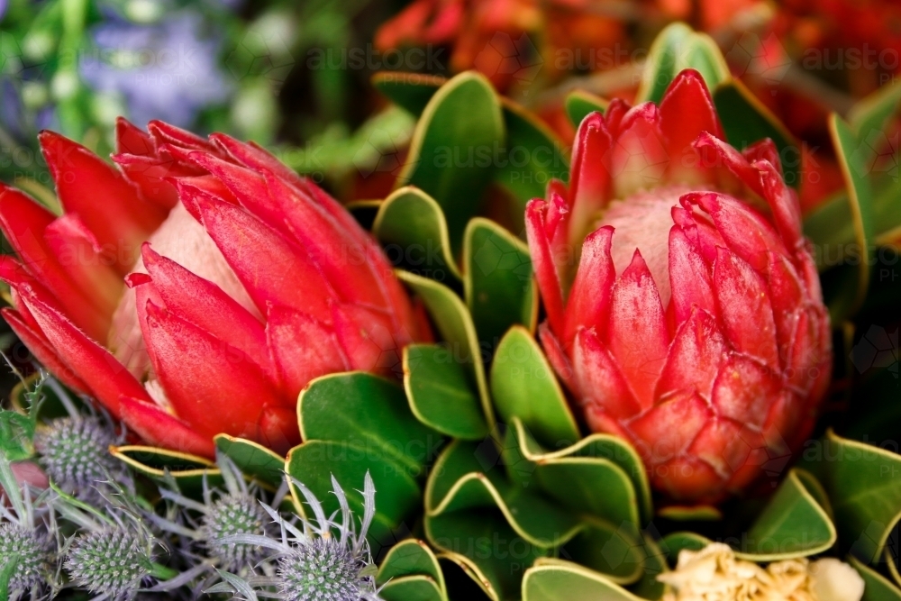Image of Close up of red protea flowers in bloom - Austockphoto