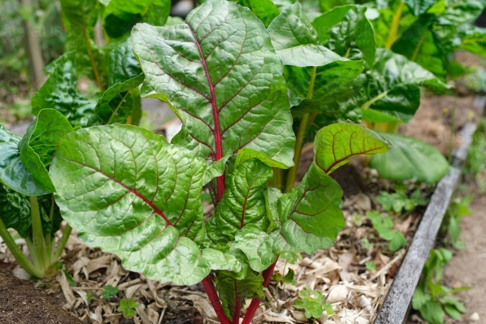 Image of Close-up of red swiss chard leaves in garden patch - Austockphoto