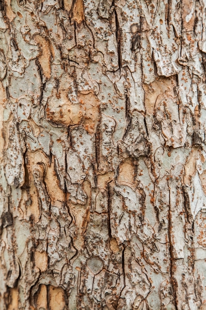 Image of Close up of rough textured bark and trunk of a chinese elm ...