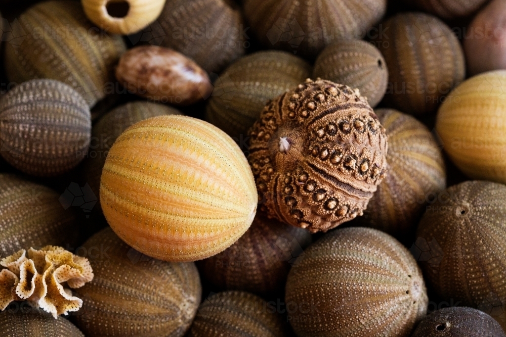 Image of Close up of sea urchin shells - Austockphoto