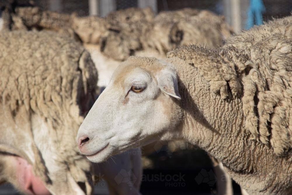 Image of Close up of the face of a dorper ewe in a yard - Austockphoto