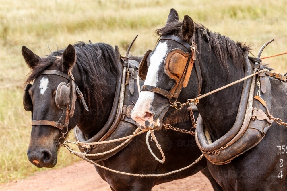 Image of Close-up of two working horses with harnesses and collars ...