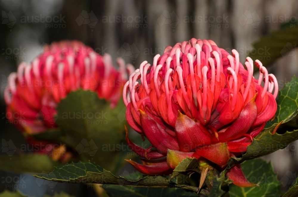 Image of Close up of waratah flower with background blur - Austockphoto