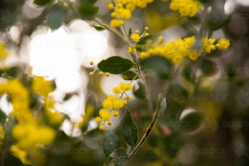 Image of close up of wattle flowers with foliage and dappled light ...