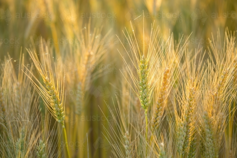 Image of Close up of wheat crops growing in a paddock - Austockphoto