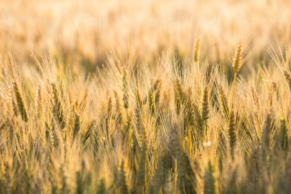 Image of Close up of wheat crops growing in a paddock - Austockphoto