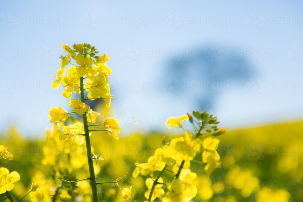 Image of Close up of yellow canola flowers flowering in a paddock ...