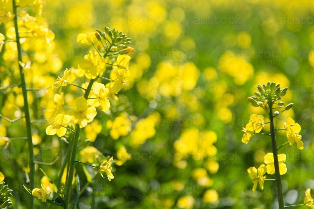 Image of Close up of yellow canola flowers flowering in a paddock ...