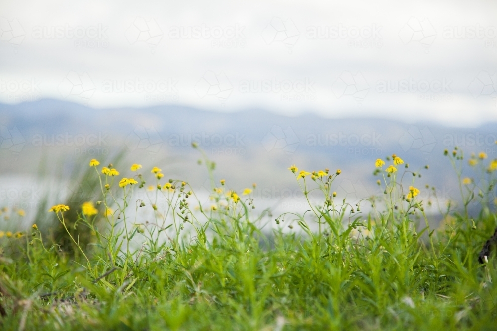 Image of Close up of yellow fireweed flowers on the mountainside ...