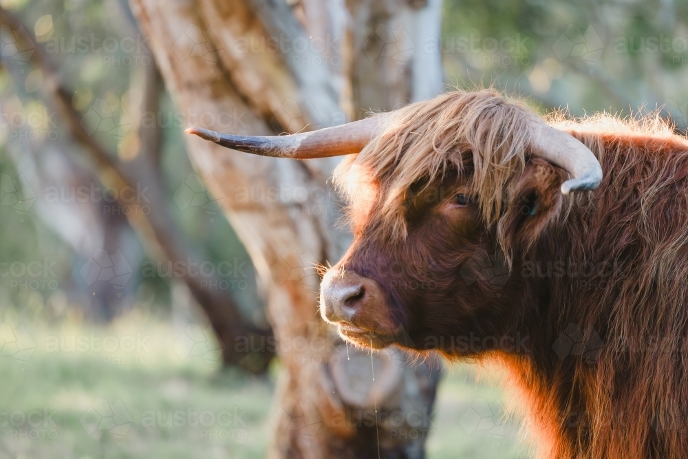 Image of Close up portrait image of male Highland Cow on Australian ...