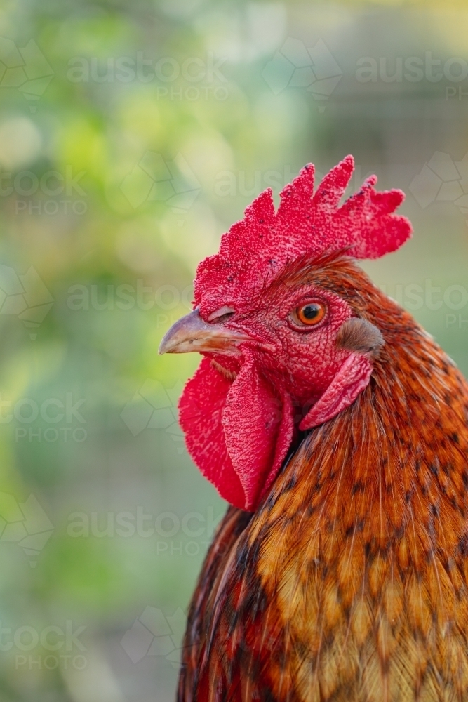 Image of Close up portrait image of red rooster standing in free range ...