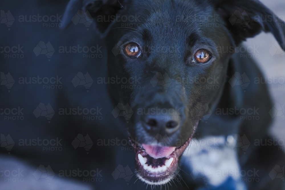 Image of Close up portrait image of young black kelpie cross labrador ...