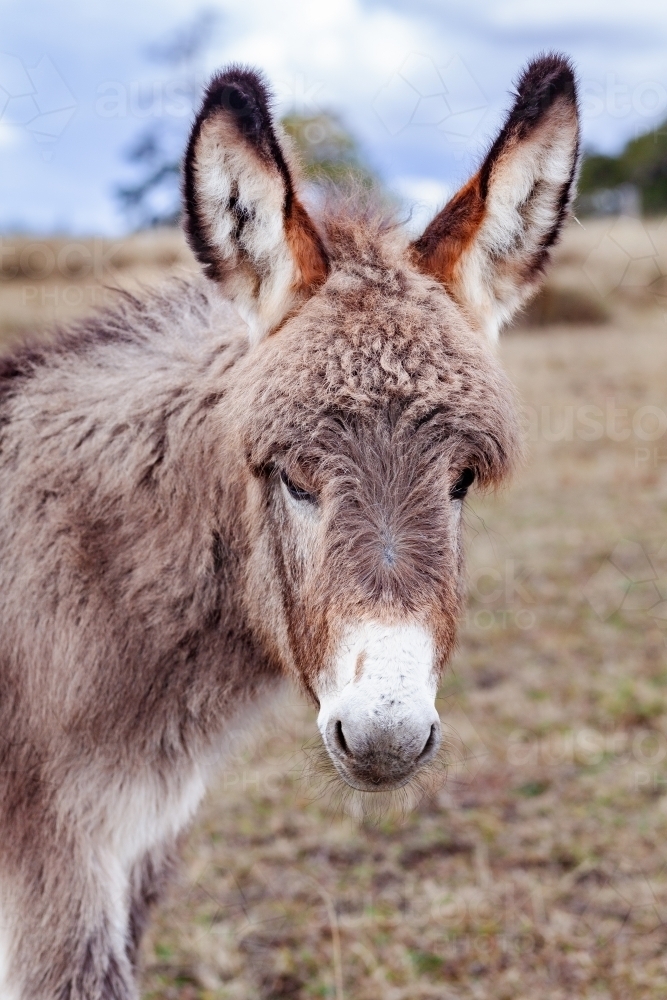 Image of Close up portrait of a donkey with long ears outside in ...