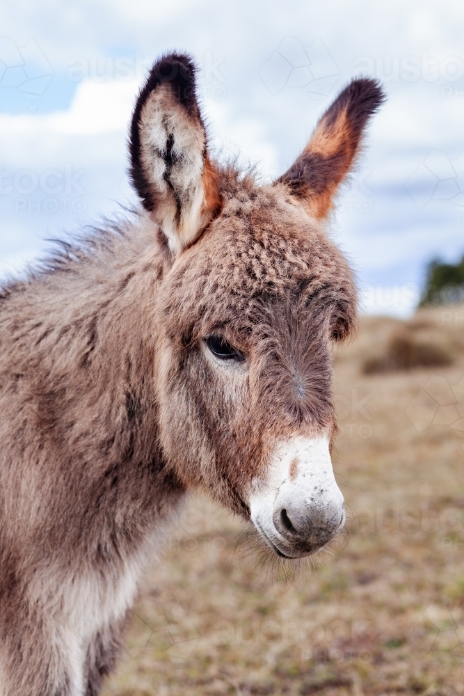 Image of Close up portrait of a donkey with long ears outside in ...