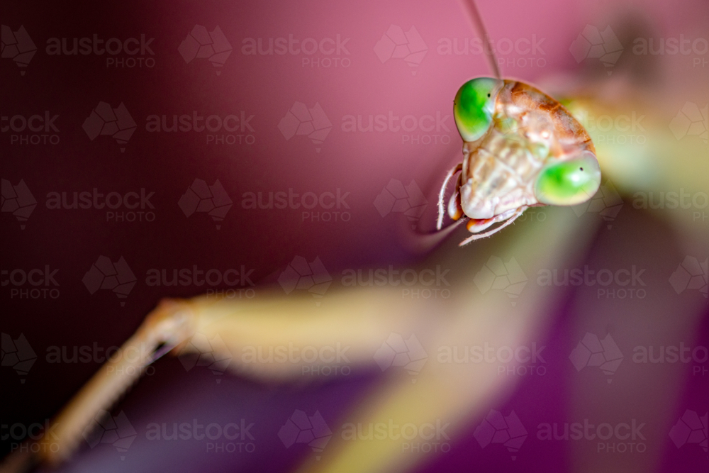 Image of Close-up portrait of a green-eyed praying mantis. - Austockphoto
