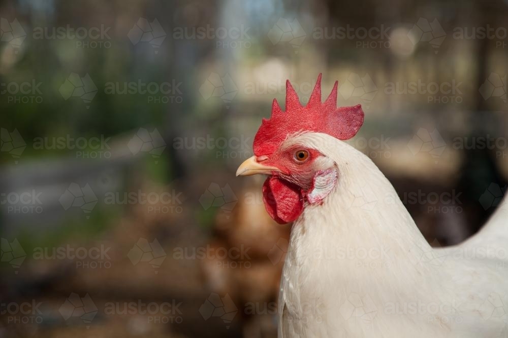 Image of Close up portrait of a large white leghorn laying hen ...