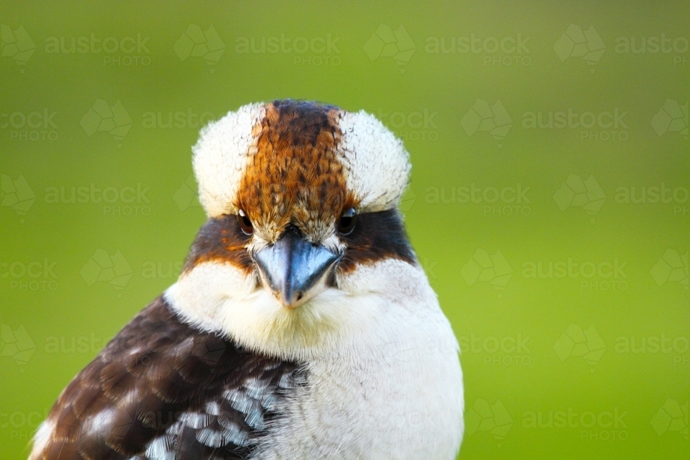 Image of Close up portrait of a Laughing Kookaburra head and beak ...