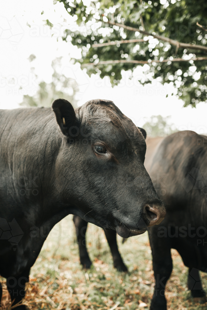 Image of Close up portrait of black angus bull - Austockphoto