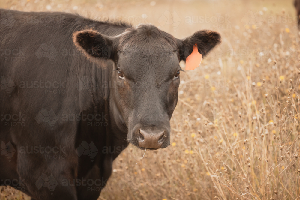Image of Close up portrait of Black Angus cow on rural Australian ...