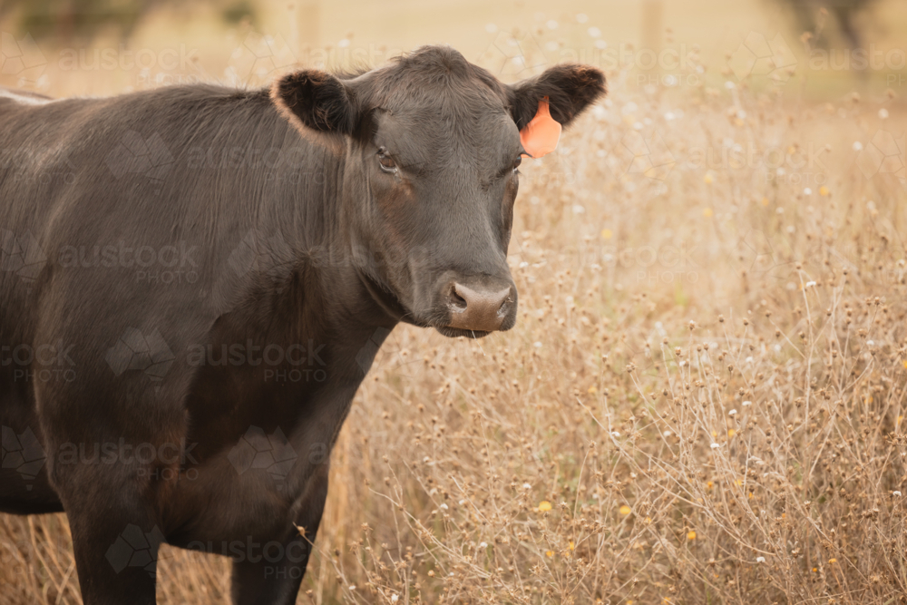 Image of Close up portrait of Black Angus cow on rural Australian ...