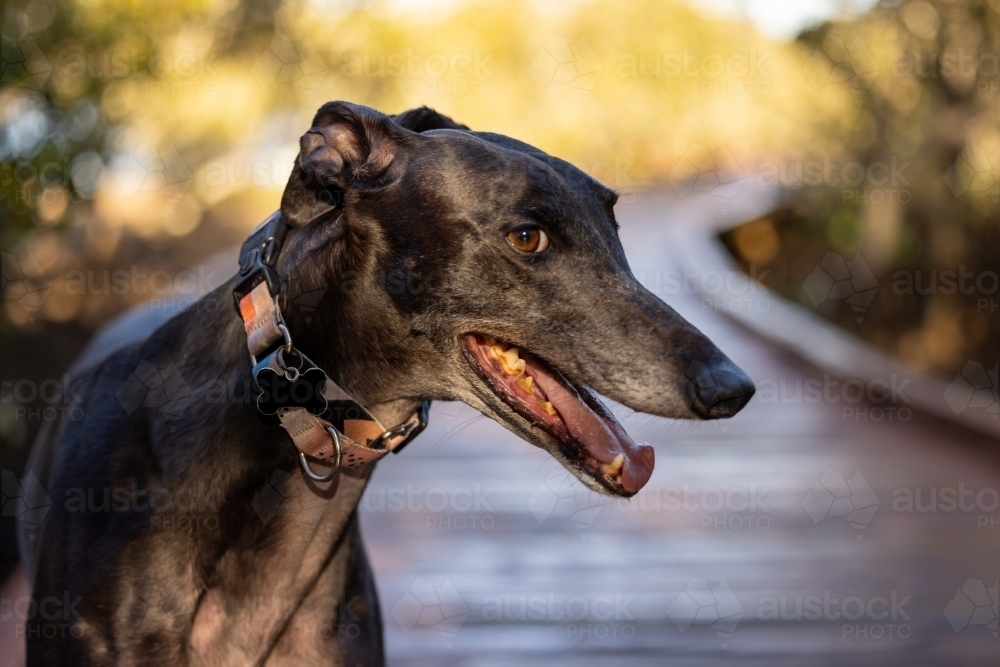 Image of Close up portrait of greyhound dog with happy expression ...