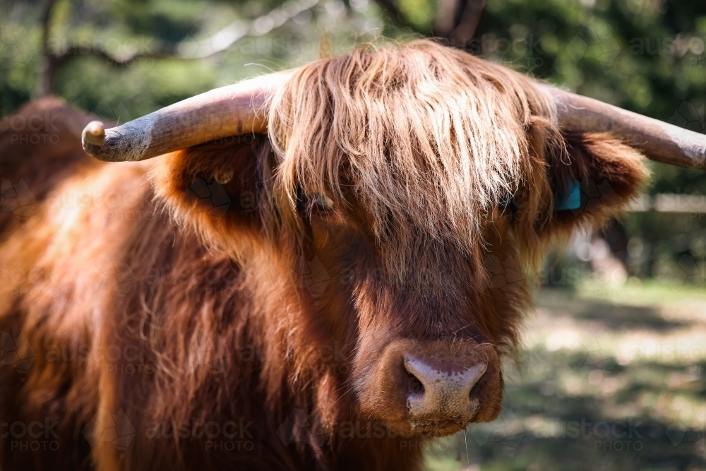 Image of Close up portrait of highland cow standing in paddock ...