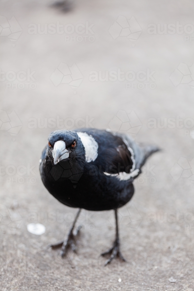 Image of Close up portrait of magpie bird on concrete grey copy space ...