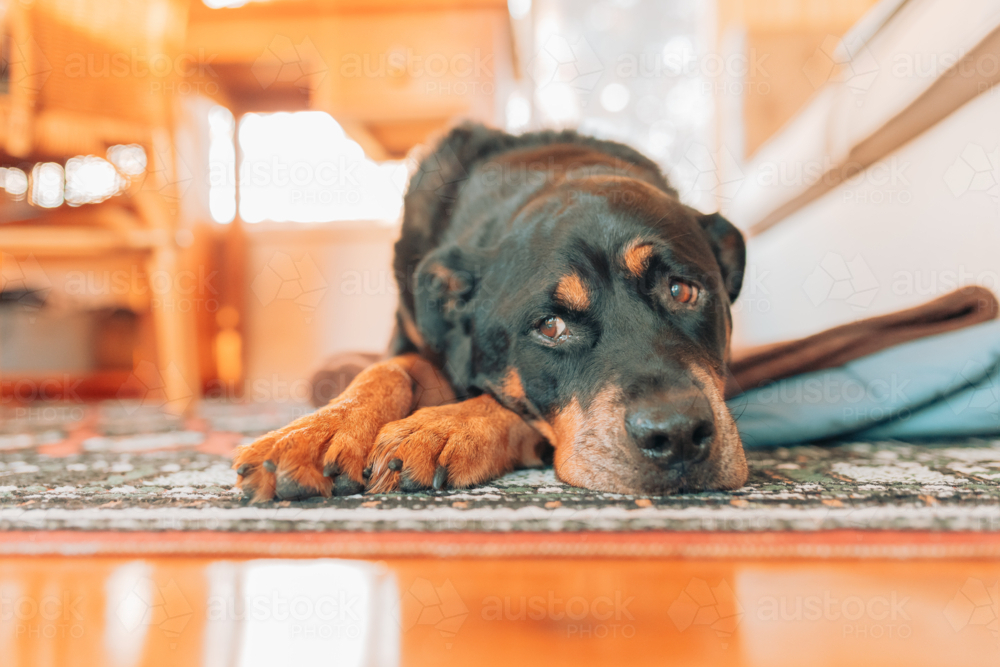 Image of Close up portrait of rottweiler dog lying on hardwood floor ...