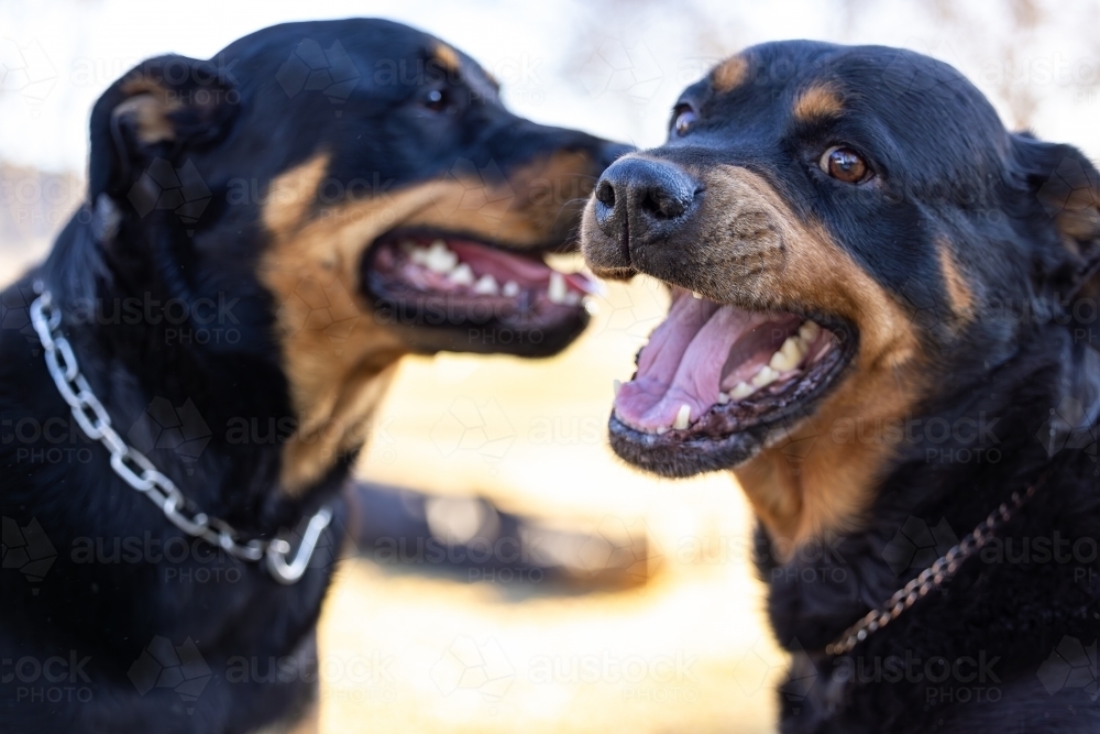 Image of Close up portrait of two rottweiler breed dogs - Austockphoto