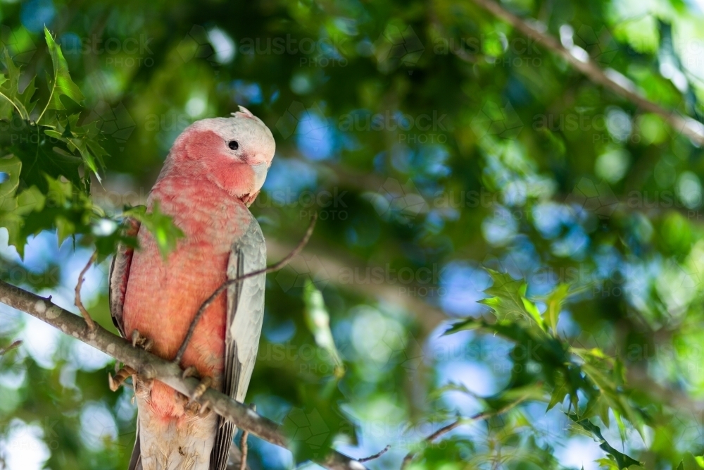 Image of Close up portrait of young galah bird in tree - Austockphoto