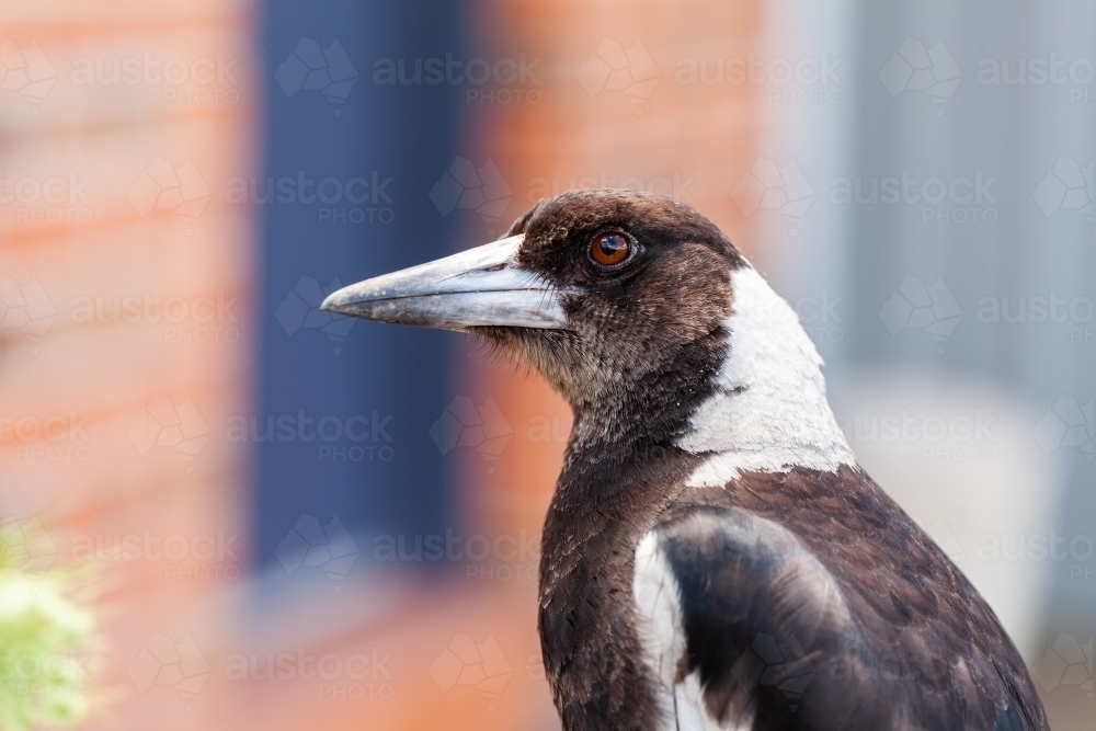Image of Close up profile of curious young magpie bird in backyard ...